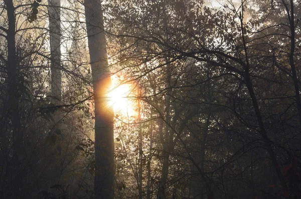 The morning sun rises on the horizon in the forest and village - Stock ...