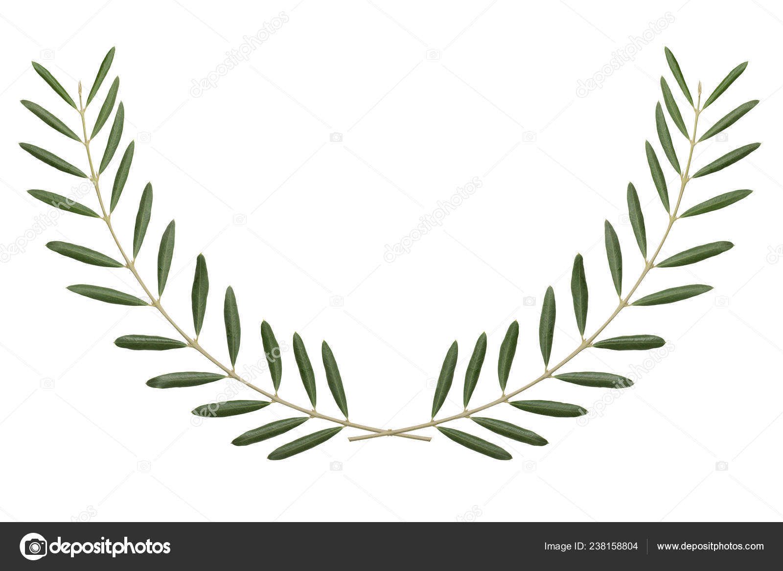 Ramo Azeitona Símbolo Paz Isolado Fundo Branco — Foto © mahirart #238158804