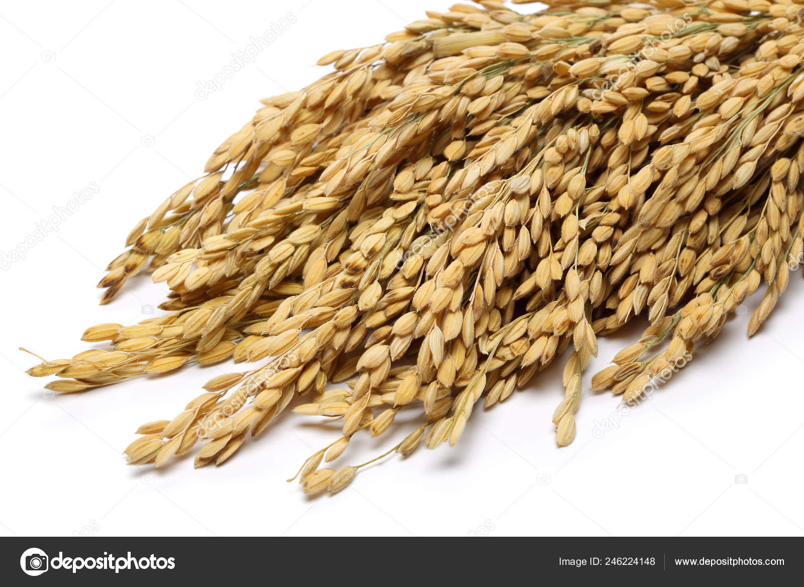 Bunch Rice Ears Isolated White Background — Stock Photo © mahirart ...