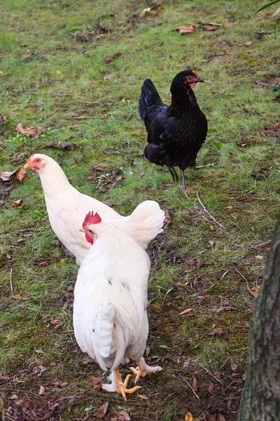 Roosters Stock Photos, Royalty Free Roosters Images | Depositphotos