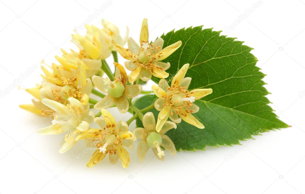 Flores y hojas de tilo frescas aisladas 2023