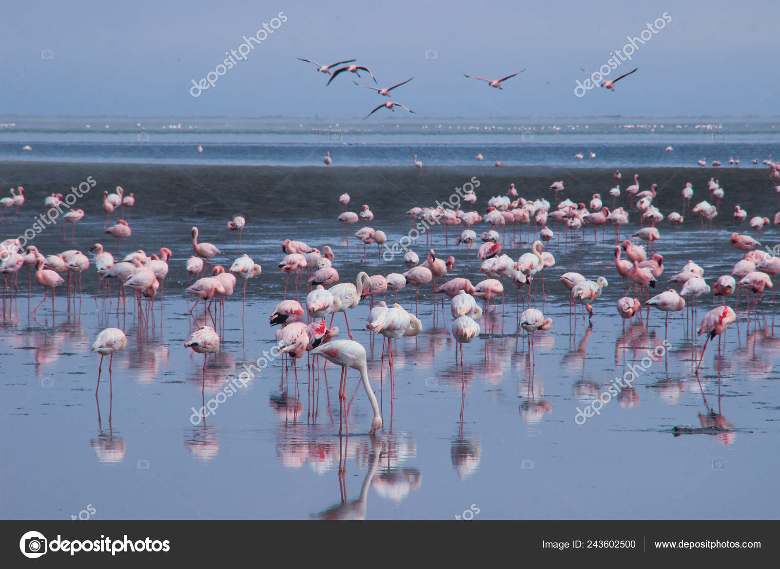 Huge Flock Elegant Pink Flamingos Looking Mollusks Cold Waters Atlantic ...