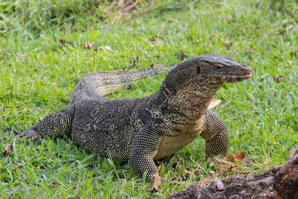 A large scaled monitor lizard in a park in Thailand is hunting on the ...