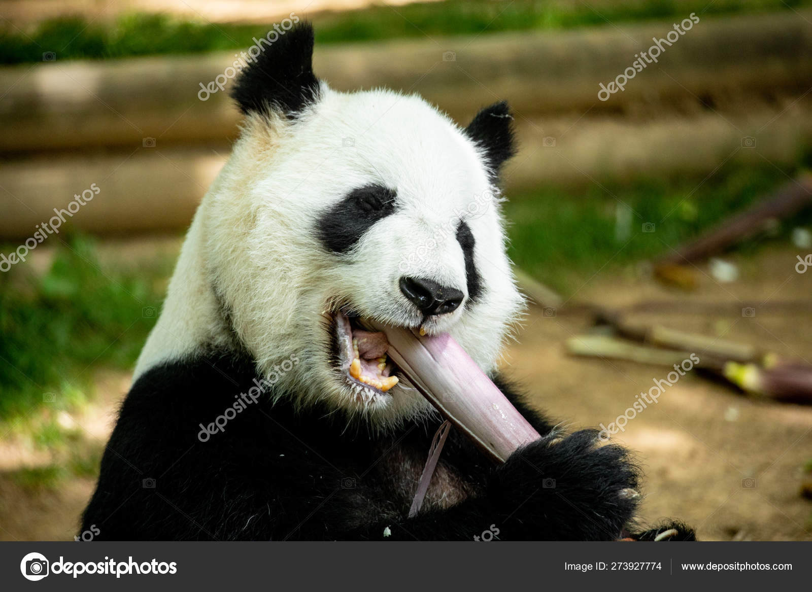 Panda Bear Teeth