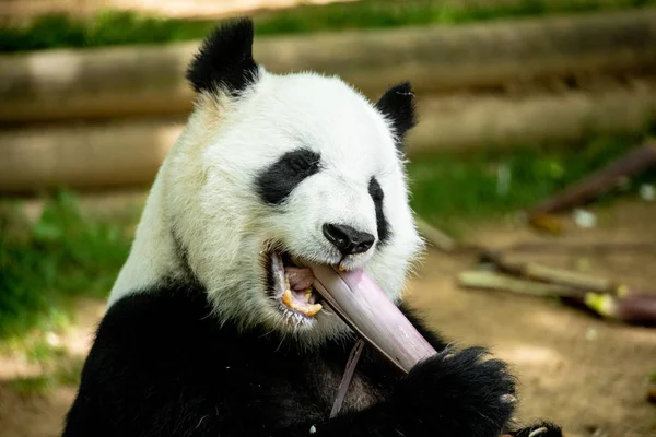 Panda face Images - Search Images on Everypixel