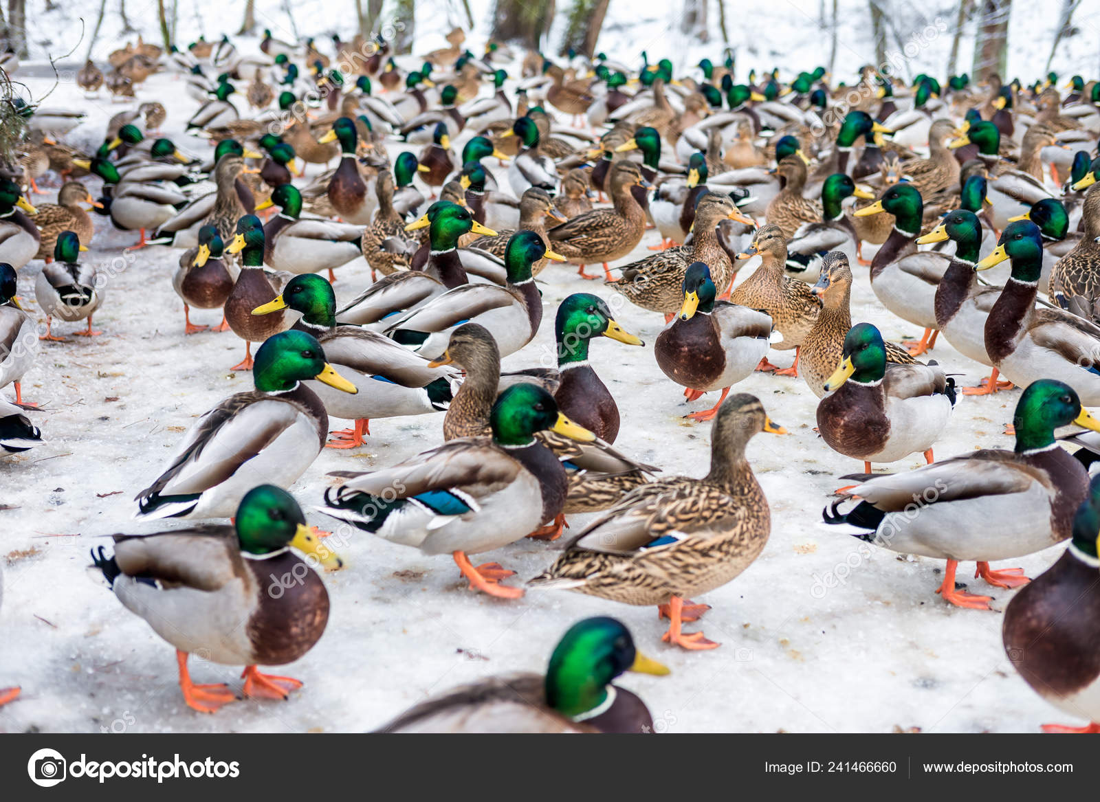 Flock Of Ducks