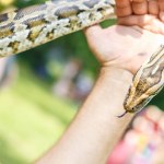 Python Stock Photo by ©arztsamui 9886043