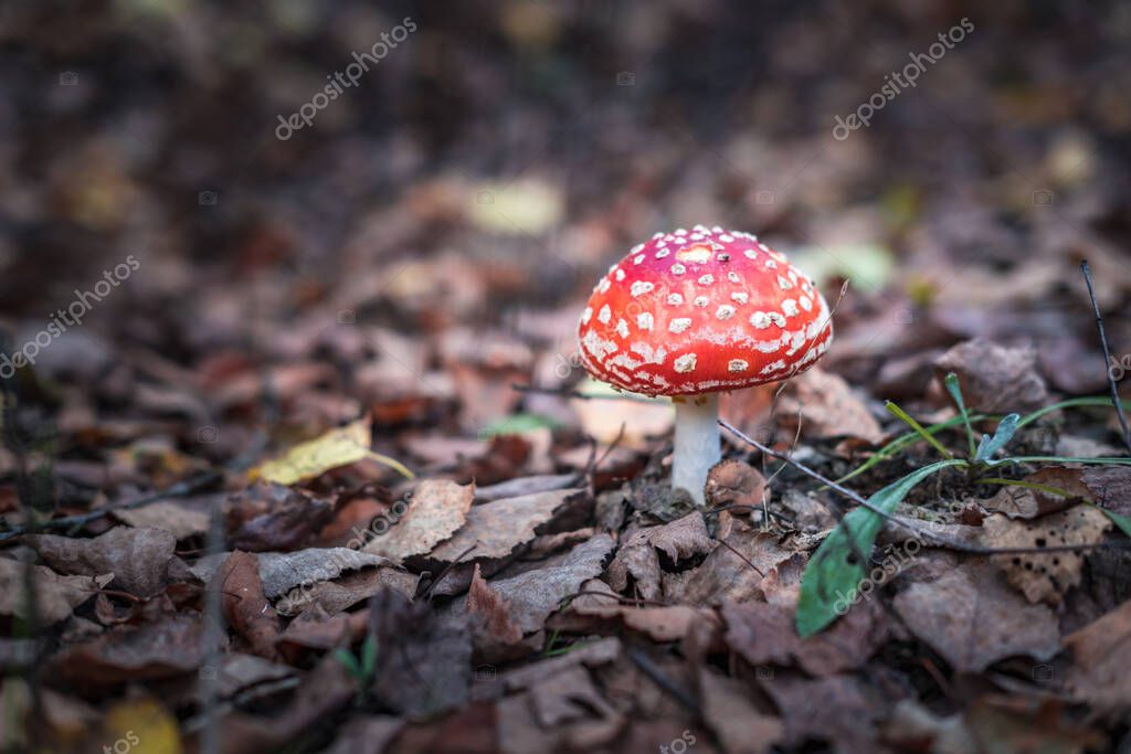 Amanita muscari. Tóxico y alucinógeno hermoso hongo pelirrojo Mosca ...