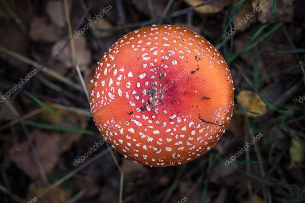 Amanita muscari. Tóxico y alucinógeno hermoso hongo pelirrojo Mosca ...