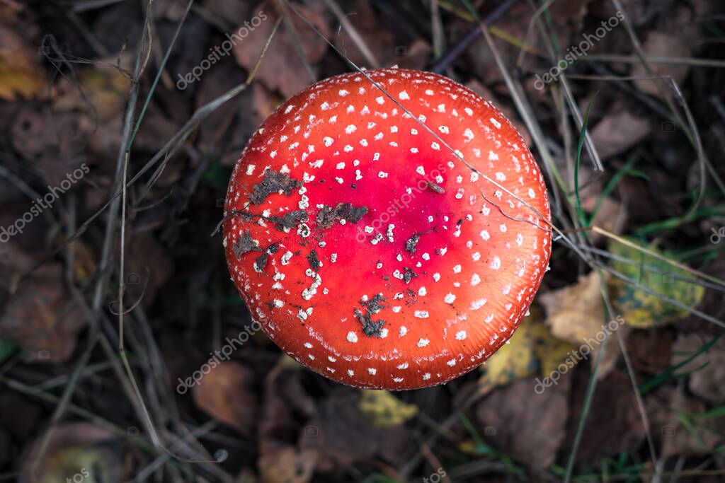 Amanita muscari. Tóxico y alucinógeno hermoso hongo pelirrojo Mosca ...