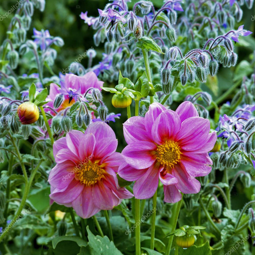 Borraja y Dalias rosadas en un borde de flores de un jard n de casa de campo 2024