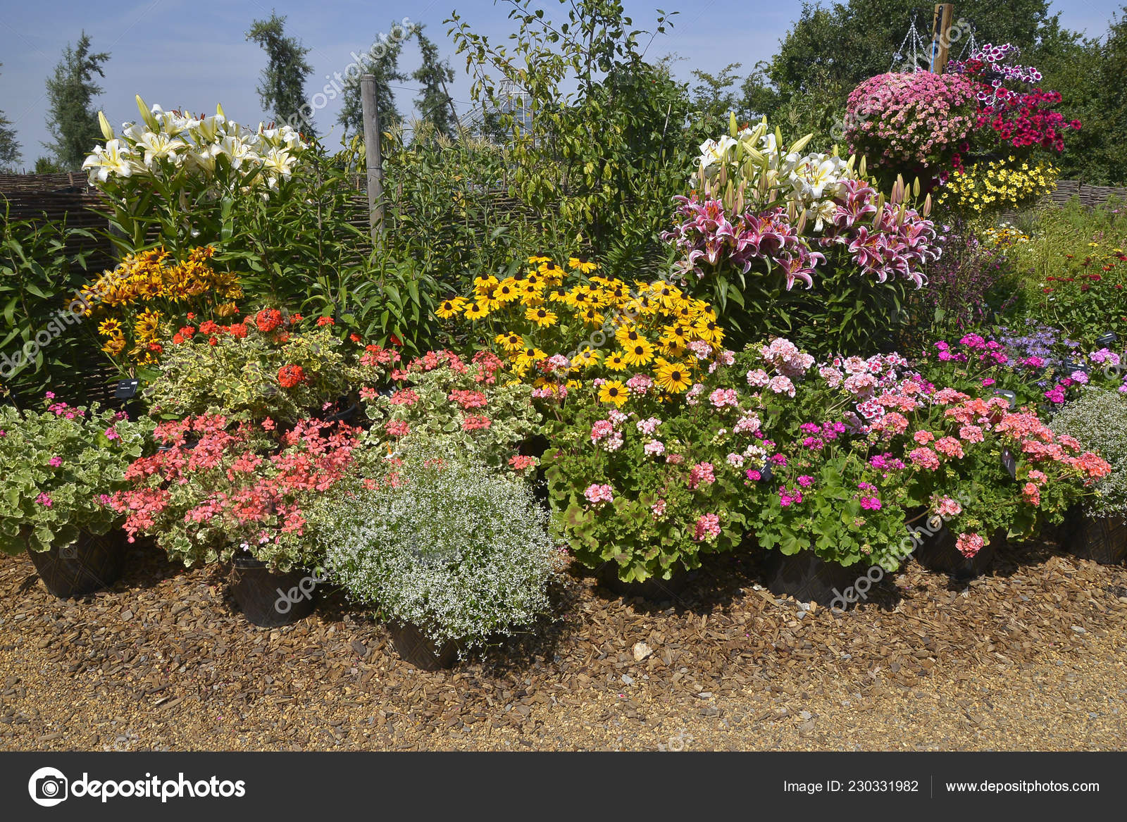 Colourful Well Planted Flower Border Mixed Planting Including ...