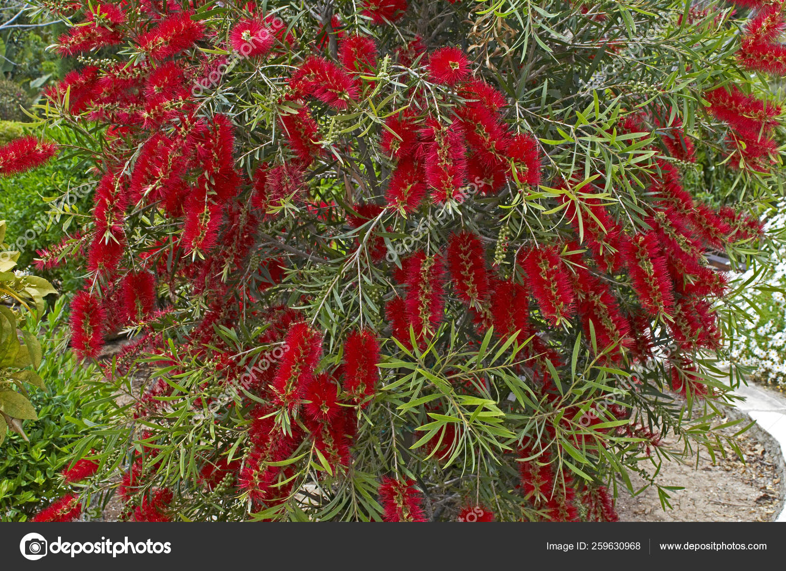 Callistemon Citrinus