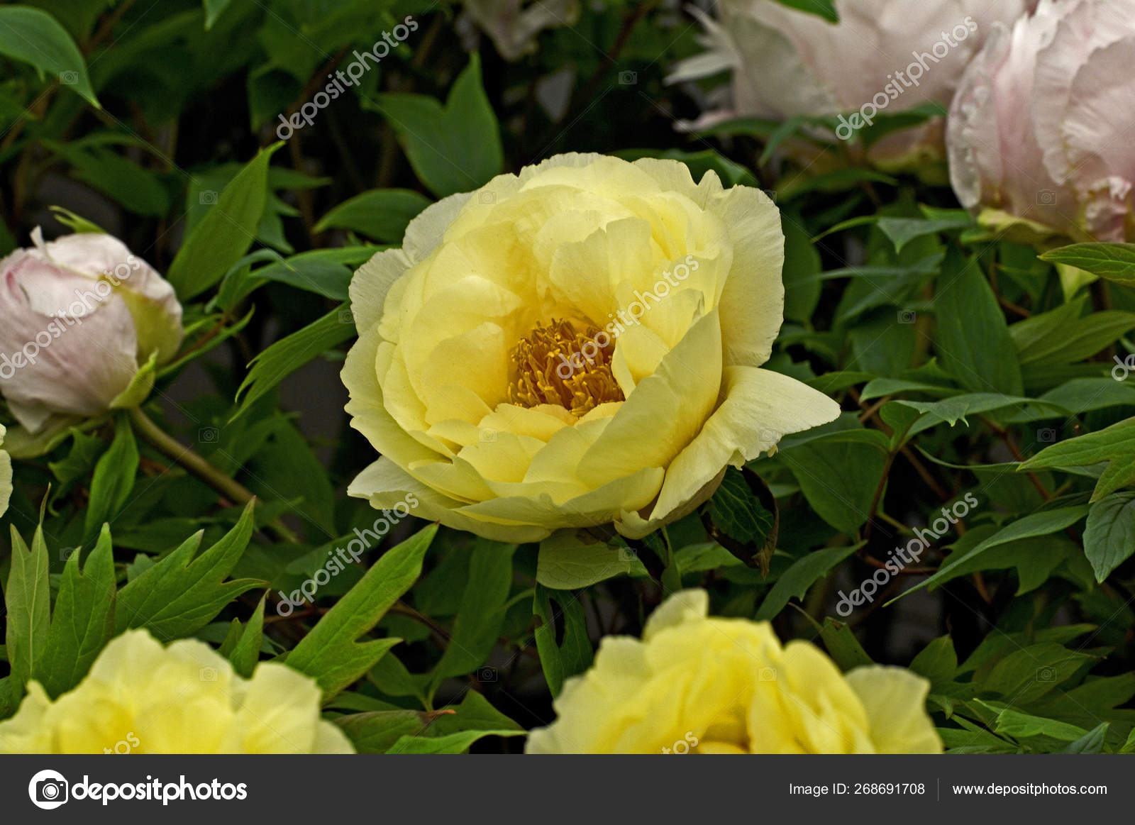 Tree Peony 'High Noon' close up in a flower border — Stock Photo ...