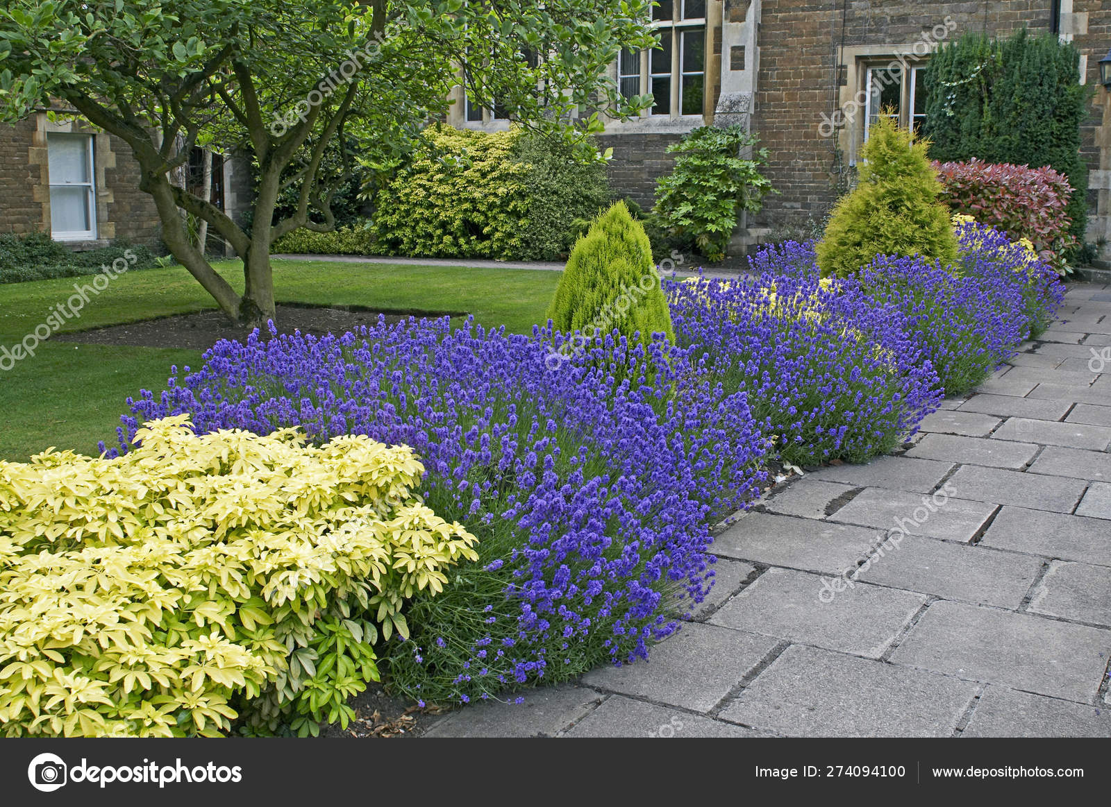 Lavender Garden Border