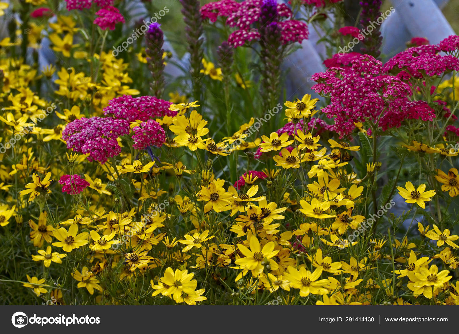 Sunray Coreopsis