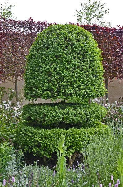 Buxus ball Stock Photos, Royalty Free Buxus ball Images | Depositphotos