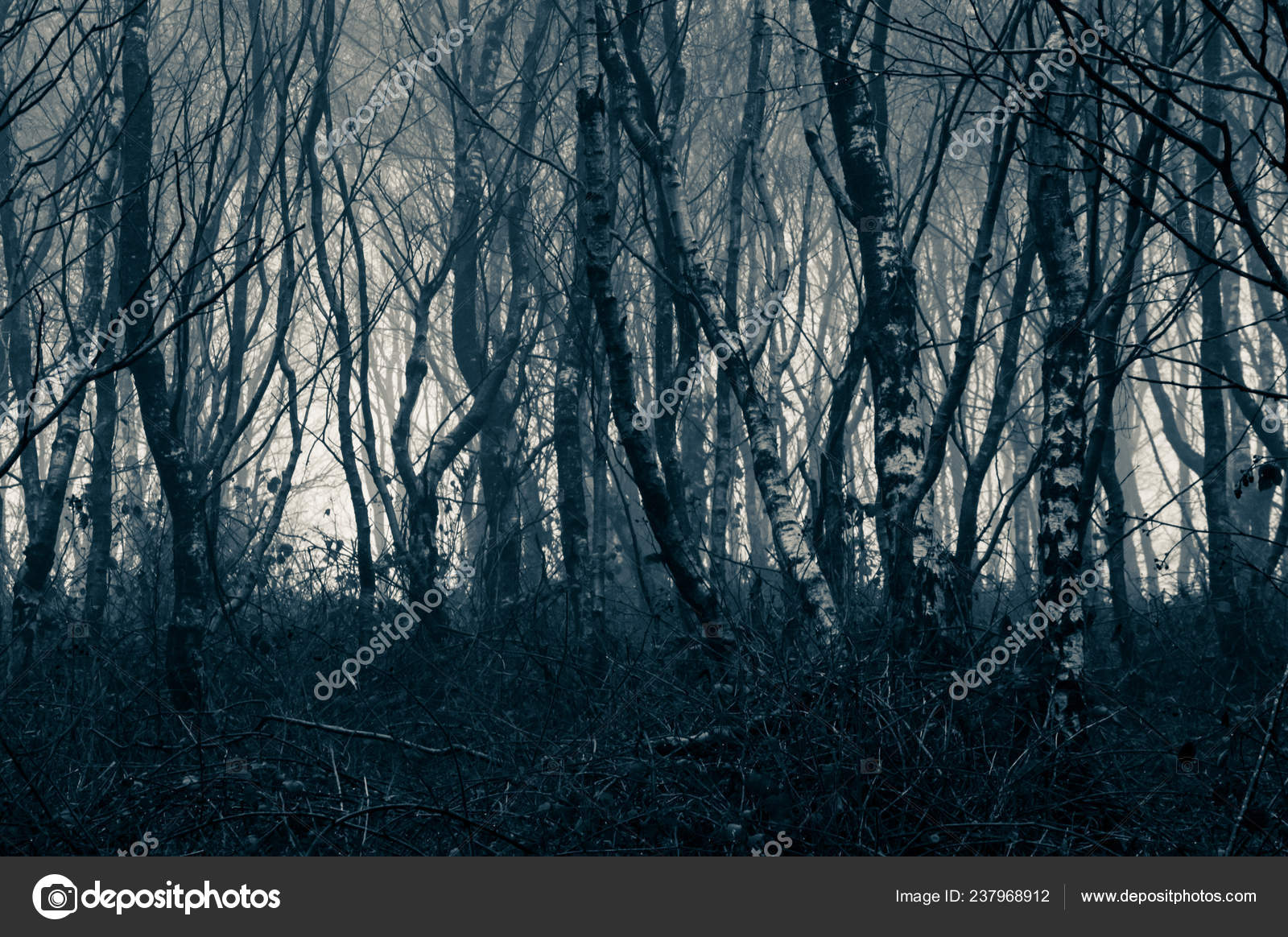 Dark Spooky Forest Birch Trees Winter Cold Blue Edit — Stock Photo ...