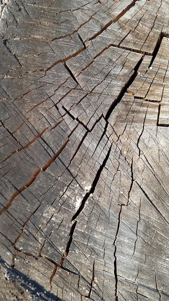 Butt End Sawn Wood Cracks Stock Photo by ©DENYSOFF 232095864