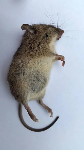 Corpse of a mouse Stock Photos, Royalty Free Corpse of a mouse Images ...