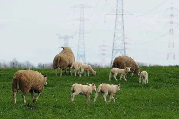 Sheep circuit Stock Photos, Royalty Free Sheep circuit Images ...