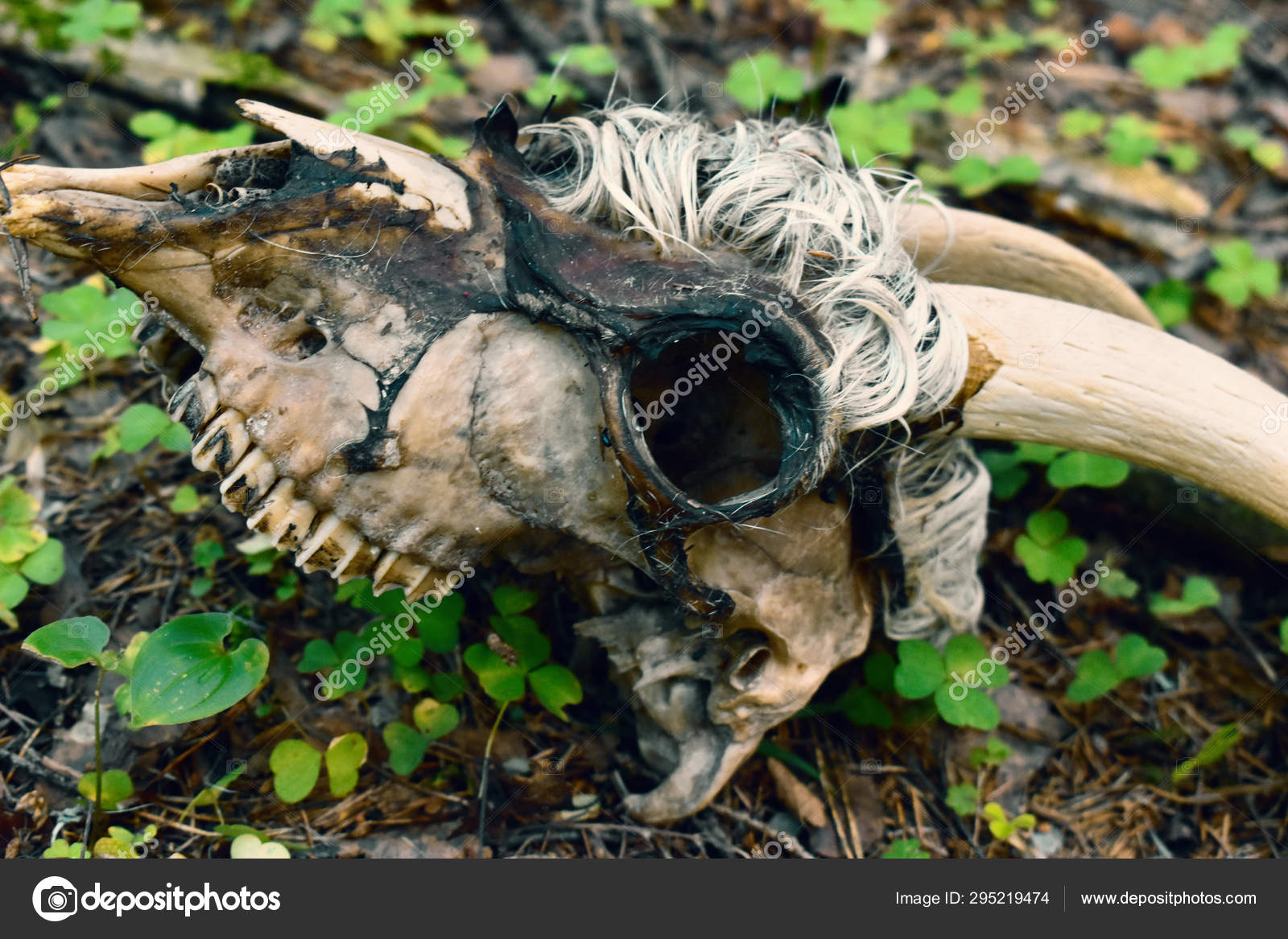 Skull and bones of dead animal. Wolves attacked a pet and his mu ...