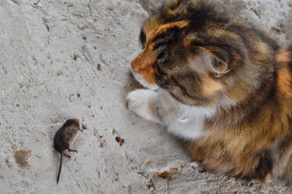 Gato casero atrapado pequeño lunar en el jardín. El gato caza a un ...