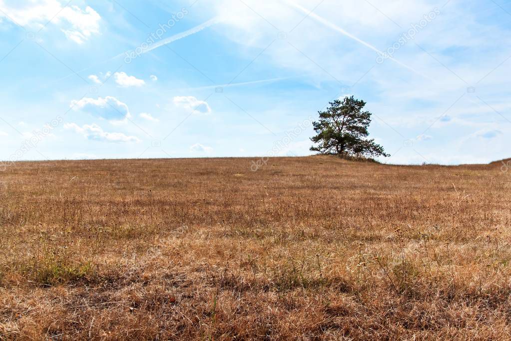 Dry Meadow en la Rep blica Checa. D a caluroso de verano en el pasto. Falta de lluvia. Granja ...