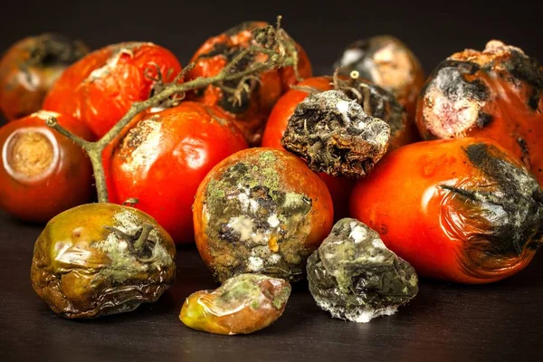 Moldy tomatoes. Storage of vegetables. Unhealthy food. Mold on ...