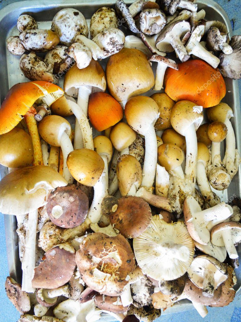 Amanita phalloides setas venenosas y otros hongos silvestres 2024