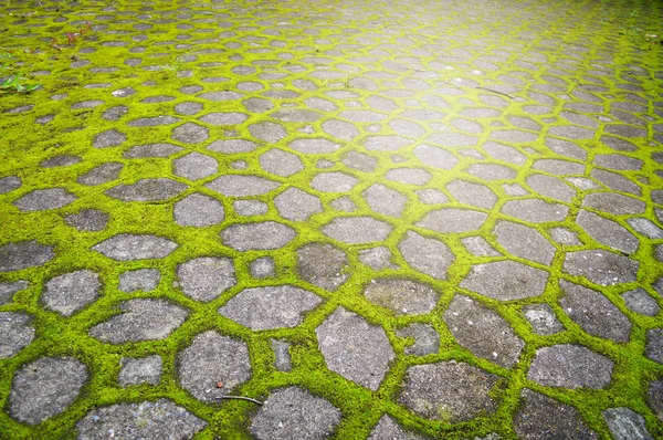 Green pavement Stock Photos, Royalty Free Green pavement Images ...