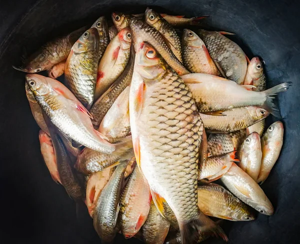 Freshwater fish Stock Photos, Royalty Free Freshwater fish Images ...