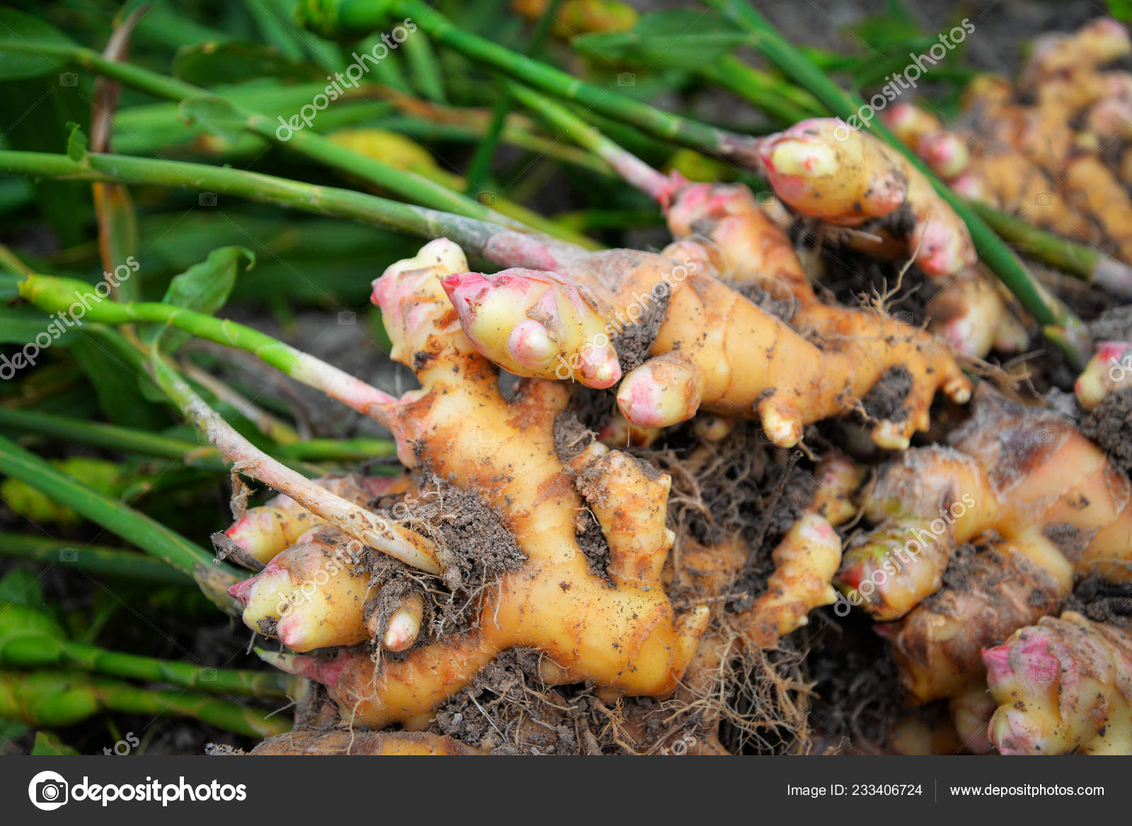 Ginger Root Plant