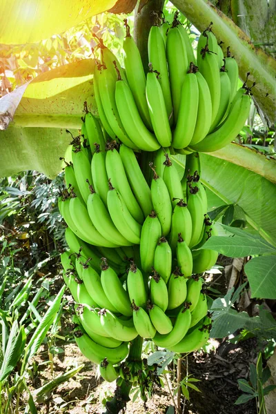 Africa banana plantation Stock Photos, Royalty Free Africa banana ...