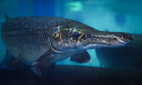 Alligator gar / The fish alligator gar swimming fish tank underwater ...