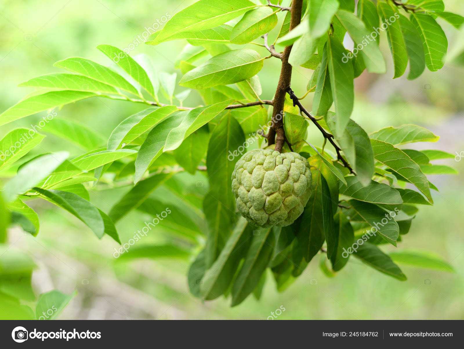 Anon Fruit Tree