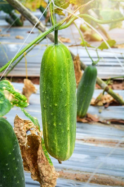 Fresh green cucumber growing on plant vine tree on organic vegetable ...
