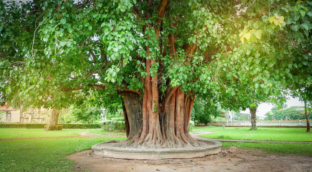 árbol bodhi y hoja de bodhi verde con luz solar en Tailandia templo 2024