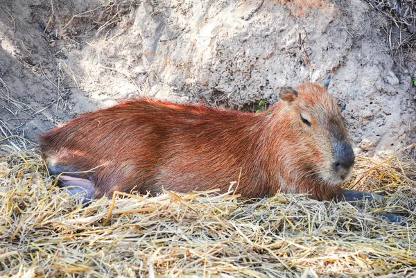 Capybara hot spring Stock Photos, Royalty Free Capybara hot spring ...