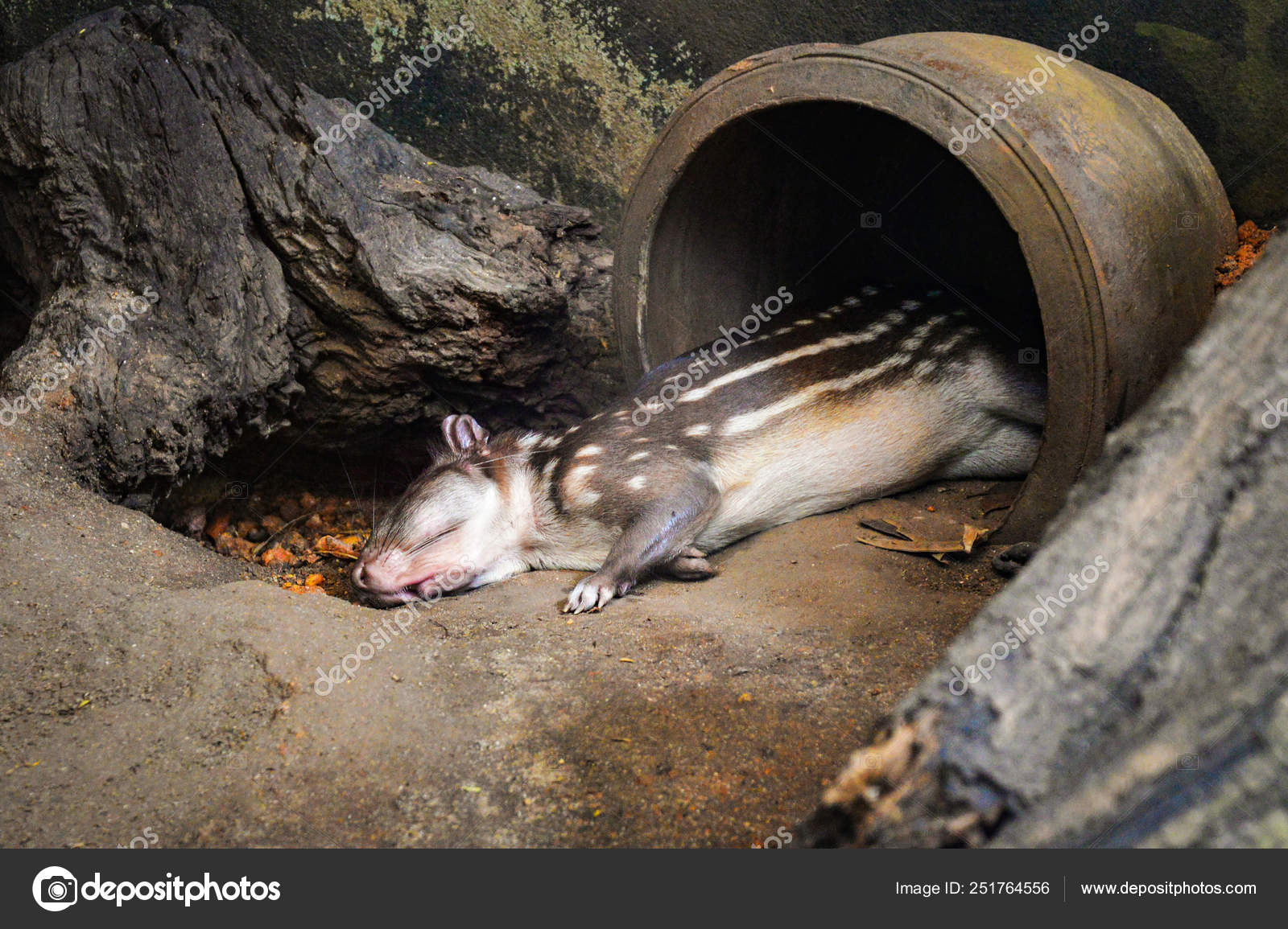 Cuniculus spotted paca mammals of south america — Stock Photo ...