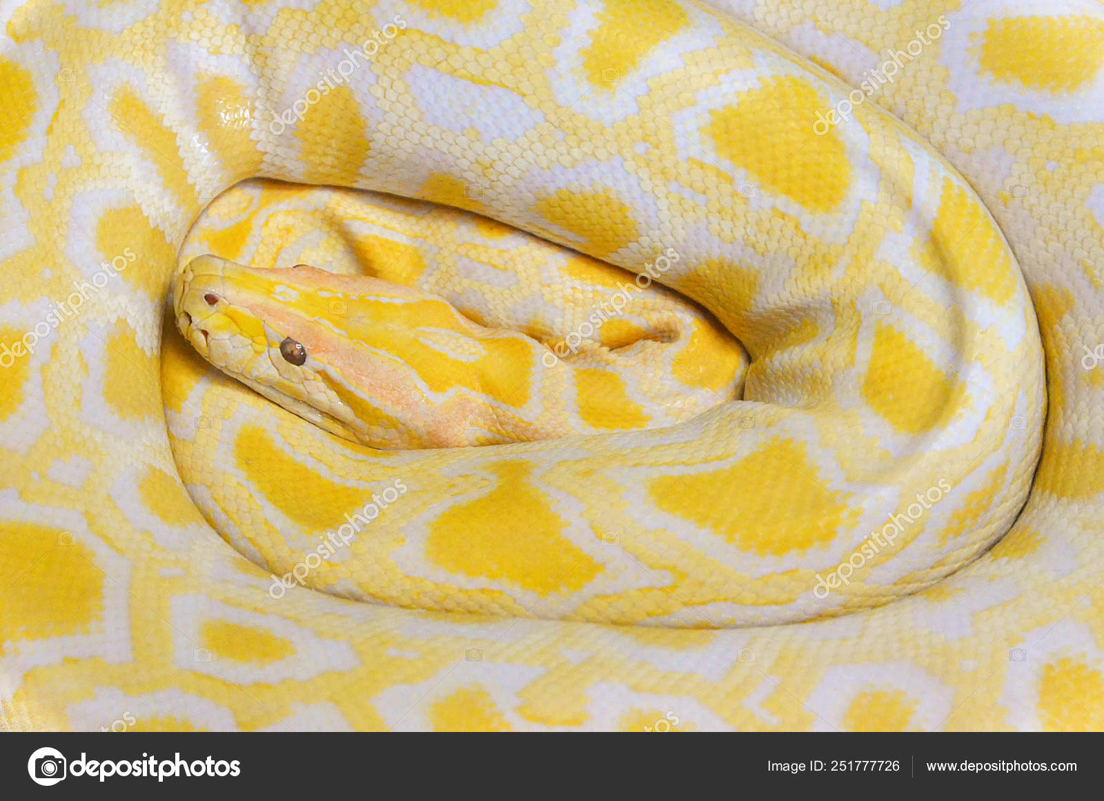 Albino Green Burmese Python