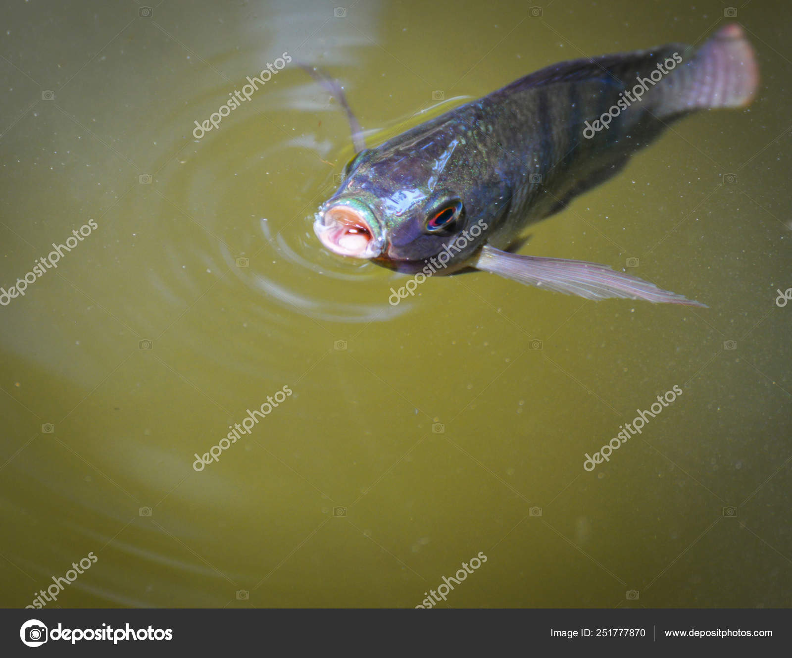 Tilapia peces nadando en la superficie en el río de agua viven en natu ...
