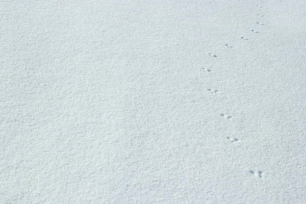 Artic fox Stock Photos, Royalty Free Artic fox Images | Depositphotos®