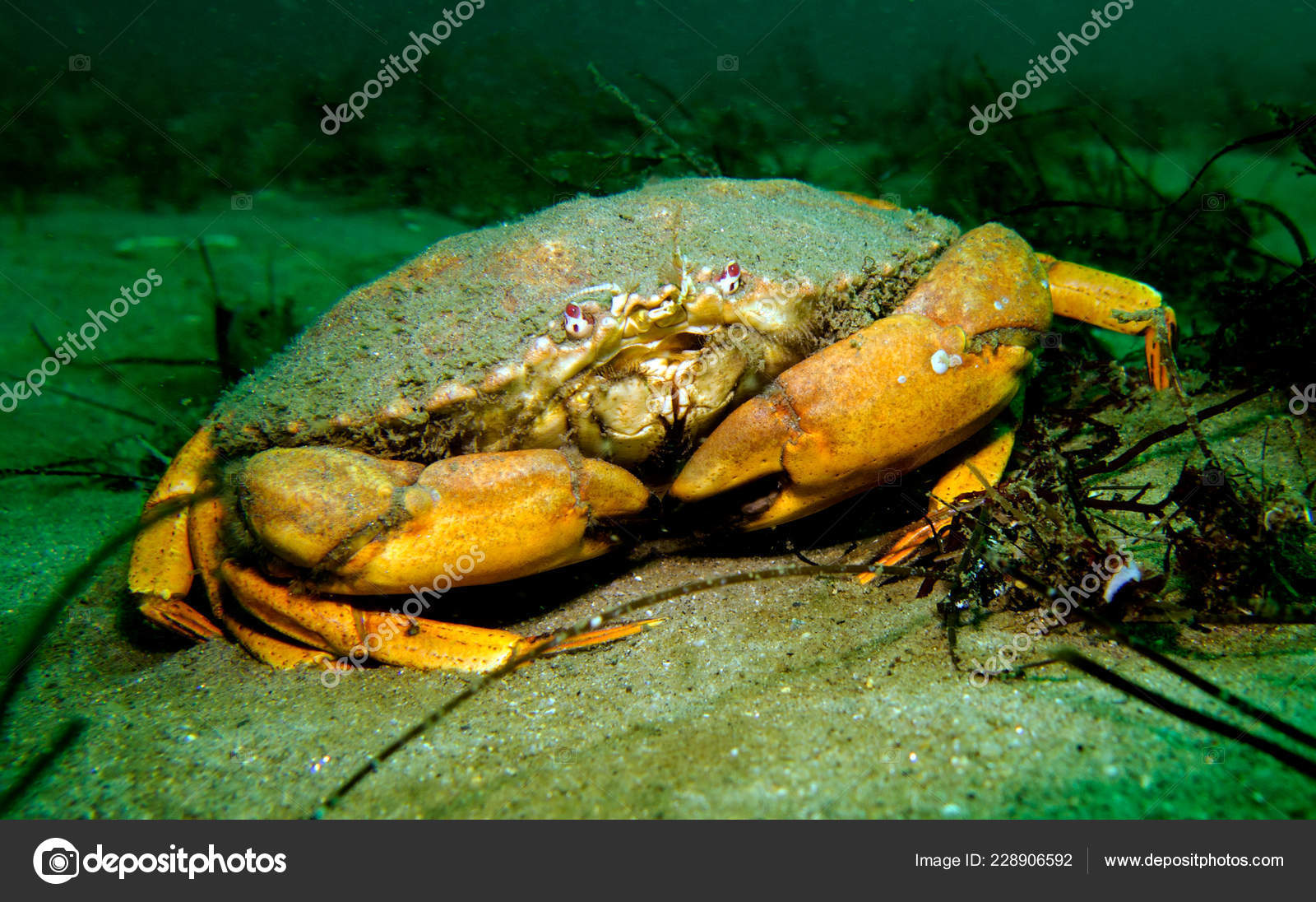 Pacific Rock Crab Cancer Antennarius Pacific Ocean California Usa ...