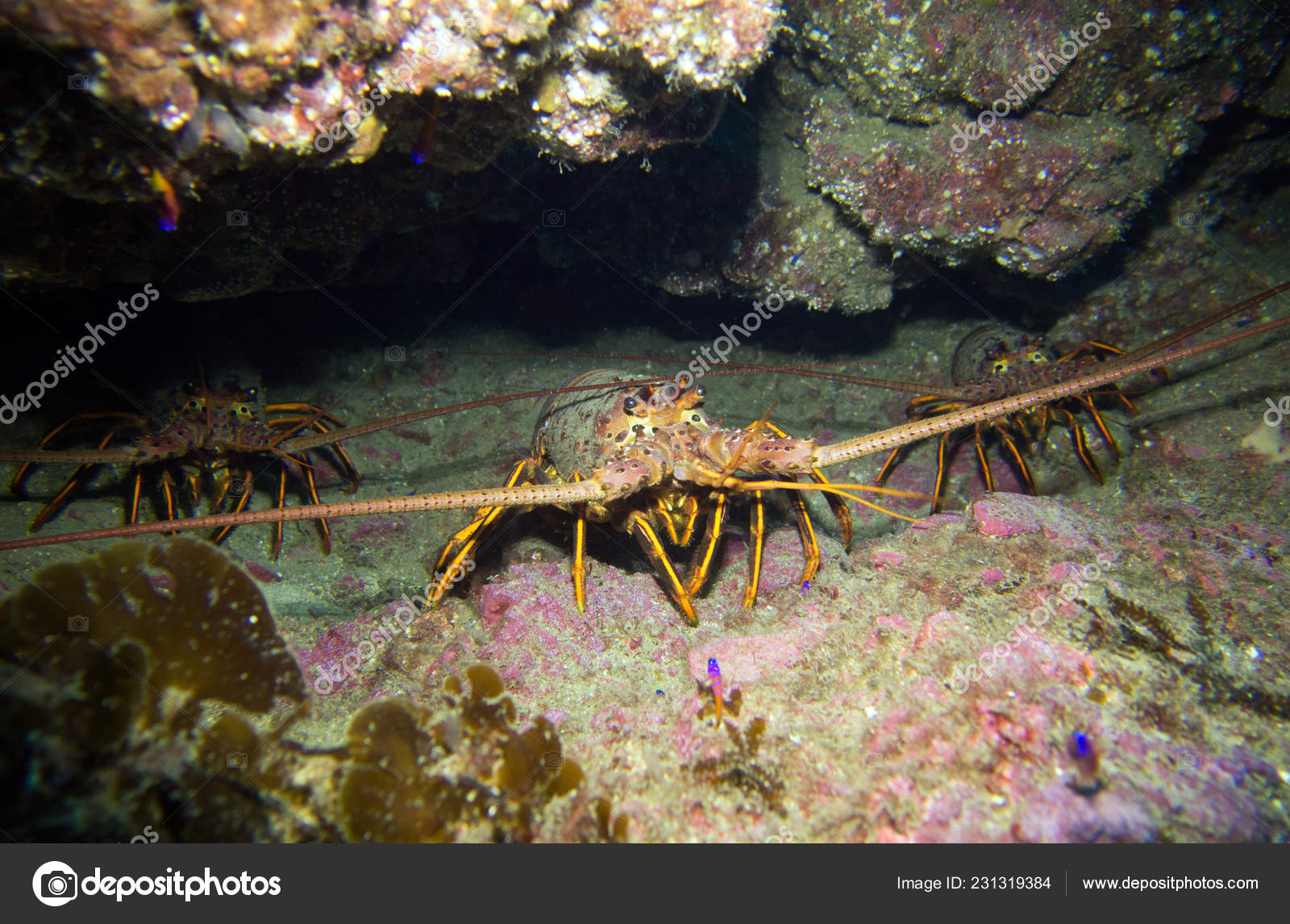 California Spiny Lobster Panulirus Interruptus Catalina Island Pacific ...