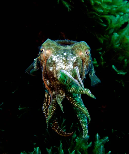 National cuttlefish Stock Photos, Royalty Free National cuttlefish ...