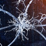 Neuronet Stock Photo by ©whitehoune 24598607