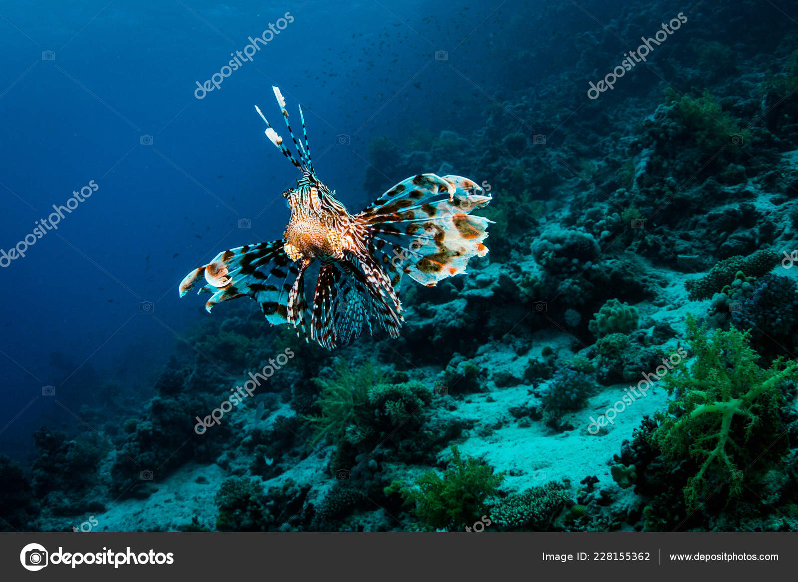 Red Lionfish Hunting Coral Reef Red Sea Egypt — Stock Photo © sergemi ...