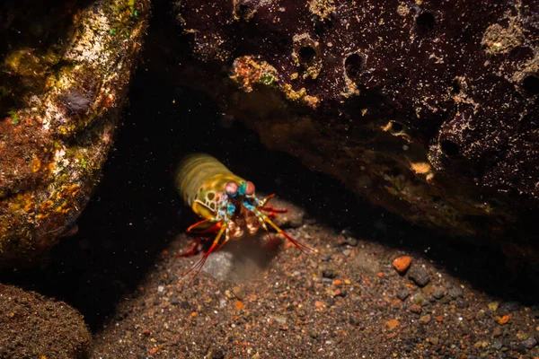 Underwater Shoot Ocean Flora Fauna Bali Indonesia Stock Photo by ...