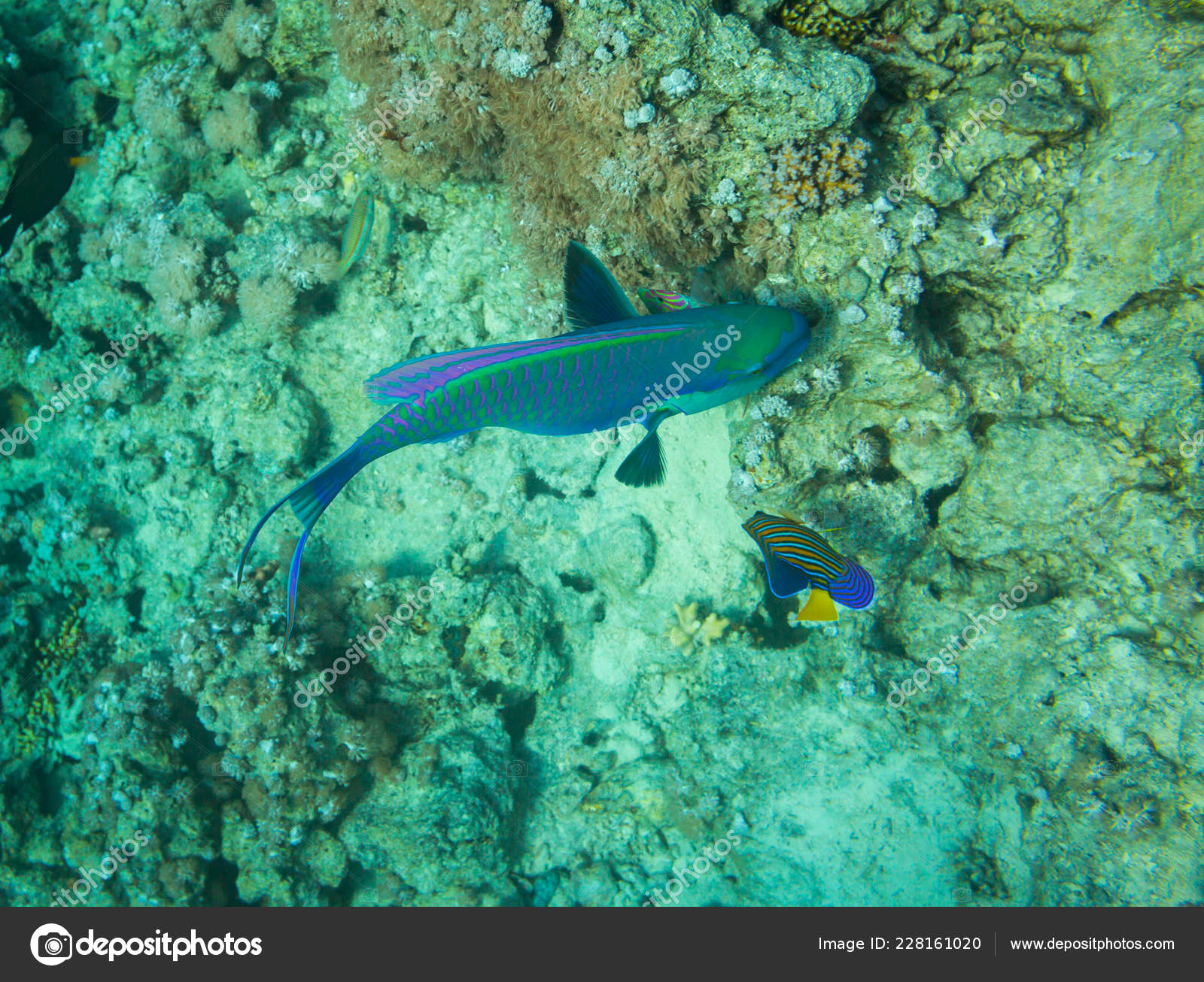 Rusty Parrot Fish Coral Reef Red Sea Egypt — Stock Photo © sergemi ...
